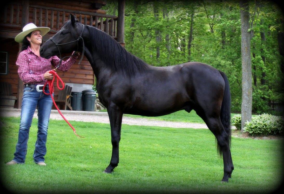 RBD Immortal Legacy – Rafter Bar D Morgans