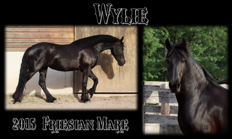 Our Mares – Rafter Bar D Morgans