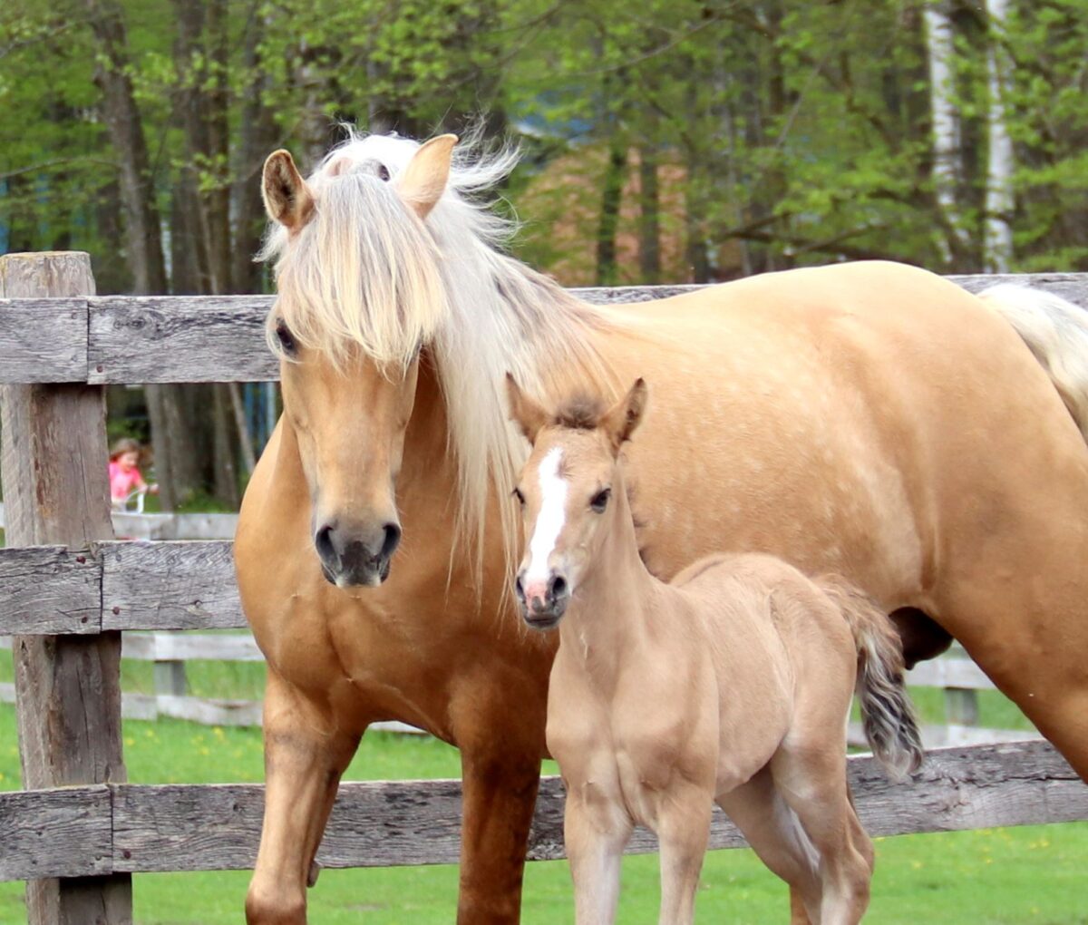 Our Foals – Rafter Bar D Morgans