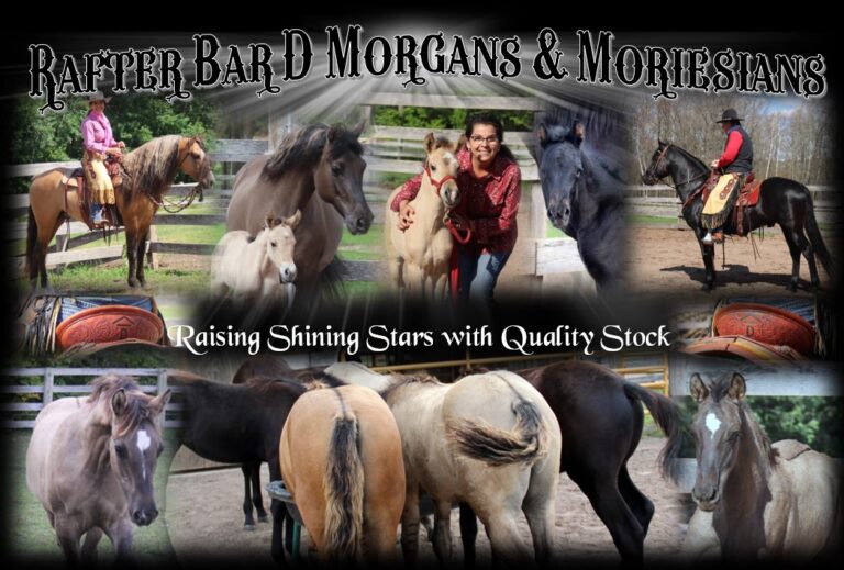 Moriesian – Rafter Bar D Morgans